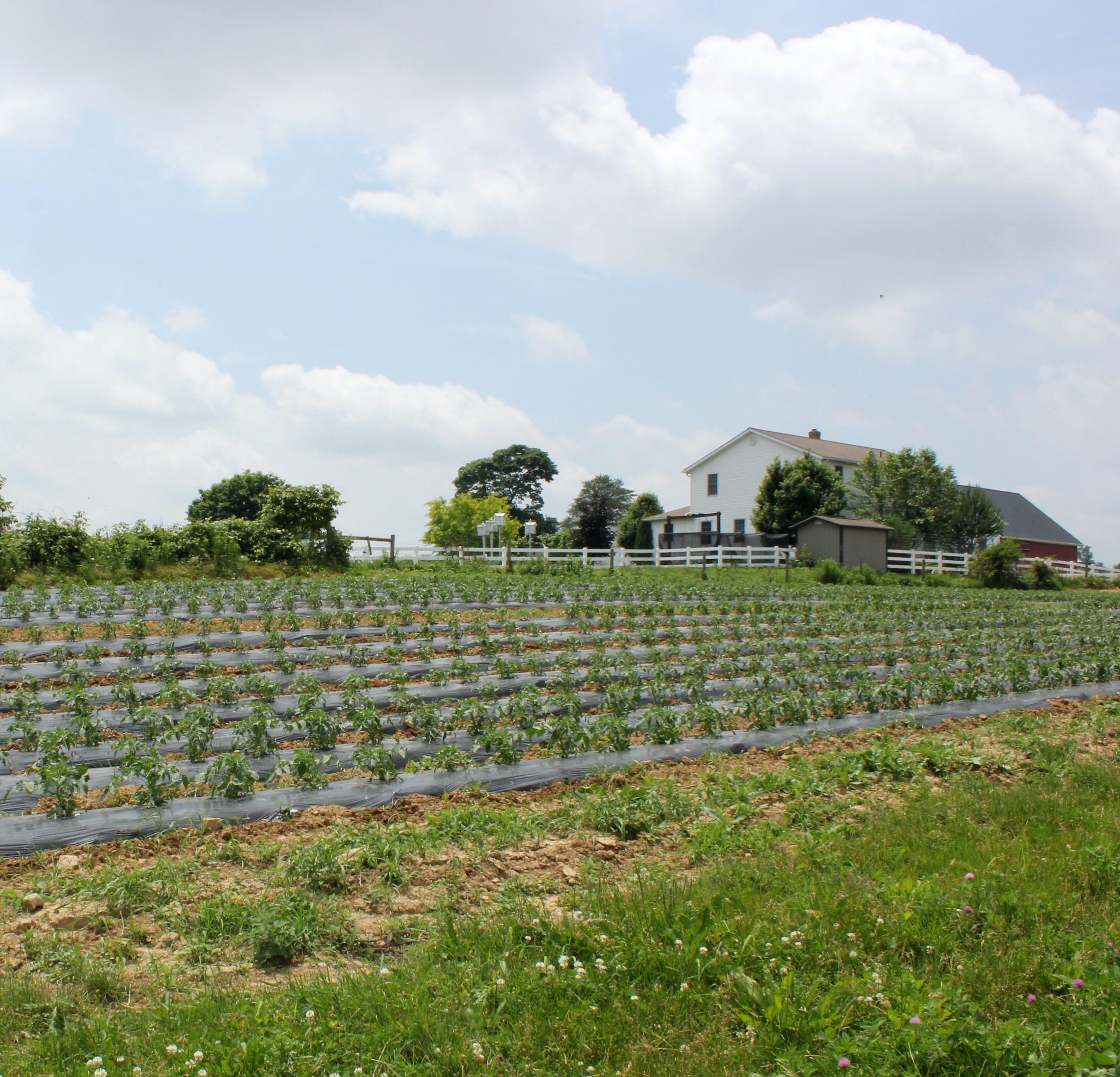 Yoder Family Produce – Tuscarawas Valley Food Hub