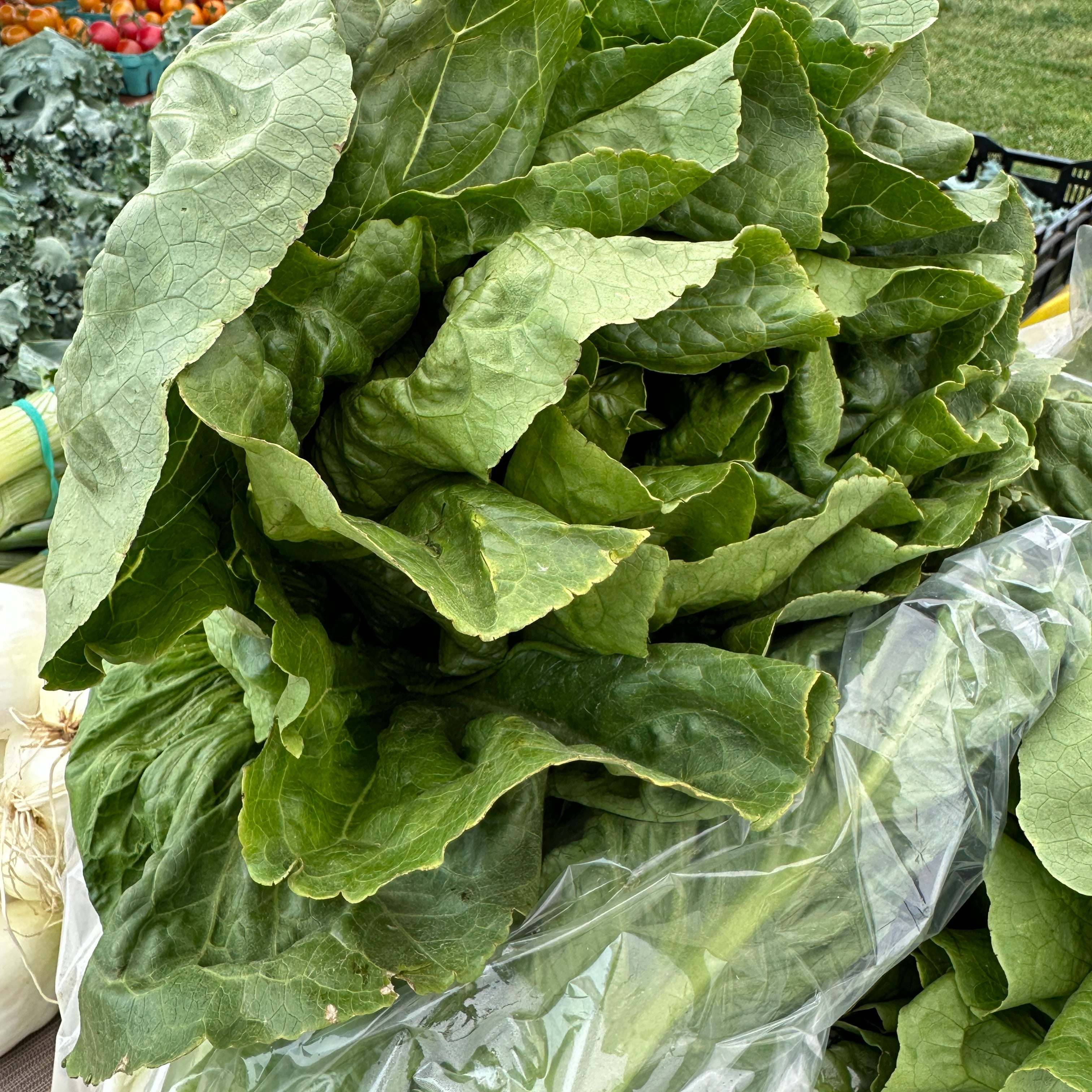 Collections – Tusc County Farmer's Market