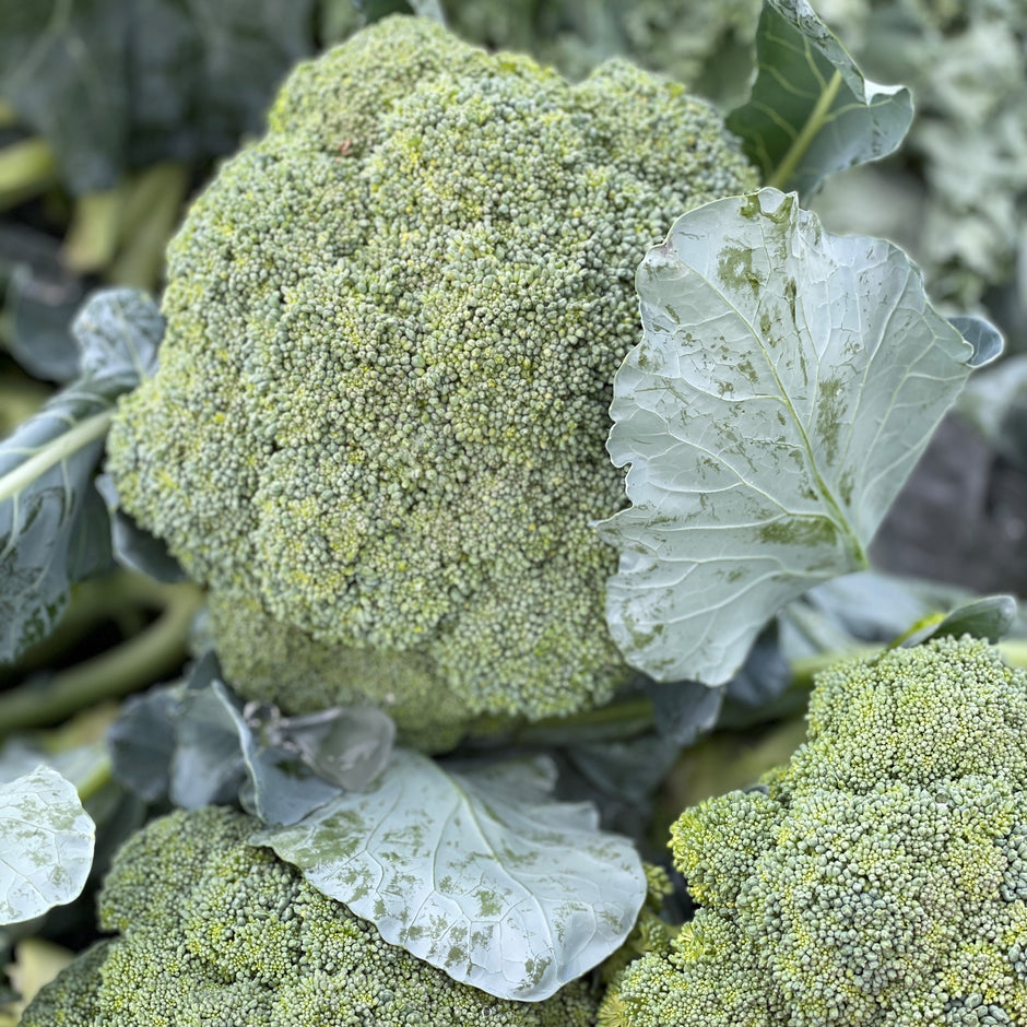 Place Your Order – Tusc County Farmer's Market